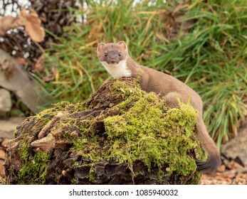 Posing Stoat Stock Photo 1085940032 | Shutterstock