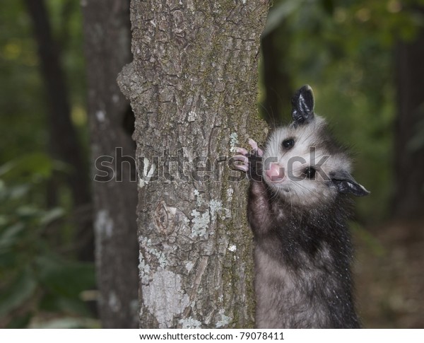 Possum Tree Stock Photo 79078411 | Shutterstock