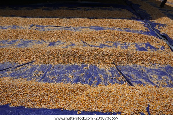 Postharvest Drying Process Corn Aims Reduce Stock Photo 2030736659 ...