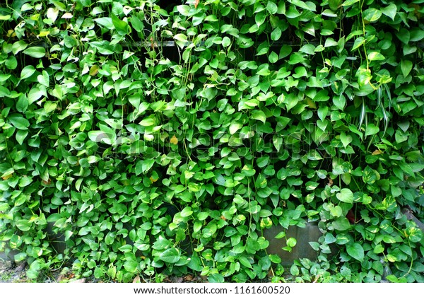Pothos Wall Stock Photo 1161600520 | Shutterstock