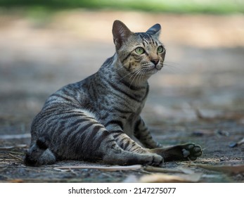 Potrait Cat Young Cat Stock Photo 2147275077 | Shutterstock