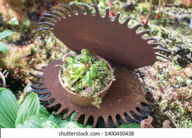 Potted Carnivorous Venus Flytrap Inside Open Stock Photo 1400450438 ...