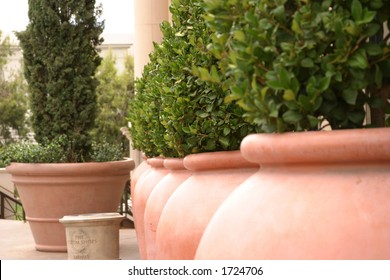 Potted Trees Stock Photo 1724706 | Shutterstock