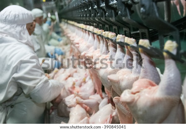 Poultry Processing Plant Stock Photo (Edit Now) 390845041