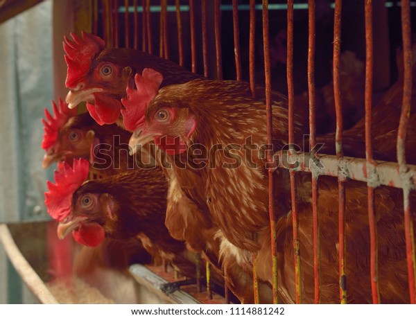 Poultry Urban Farming Addis Ababa Ethiopia Stock Photo (Edit Now ... Poultry Urban Farming Addis Ababa Ethiopia Stock Photo (Edit Now ...