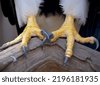 75+ Thousand Talons Royalty-Free Images, Stock Photos & Pictures ...