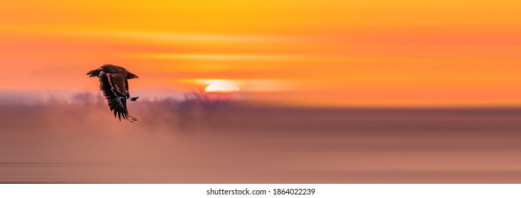 Prairie Eagle Flying Sunset Stock Photo 1864022239 | Shutterstock
