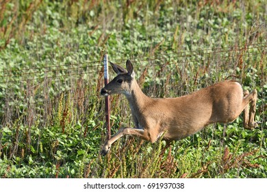 Prancing Deer Stock Photo 691937038 | Shutterstock