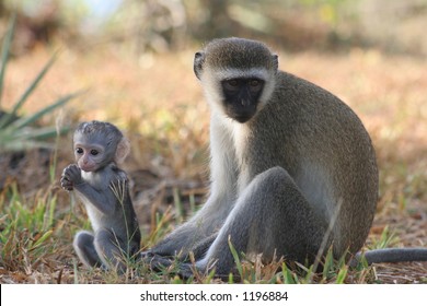 3,341 Monkey Praying Images, Stock Photos & Vectors | Shutterstock