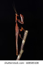 45 imágenes de Parablepharis kuhlii - Imágenes, fotos y vectores de ...