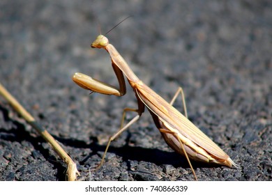 Praying Mantis Stock Photo 740866339 | Shutterstock
