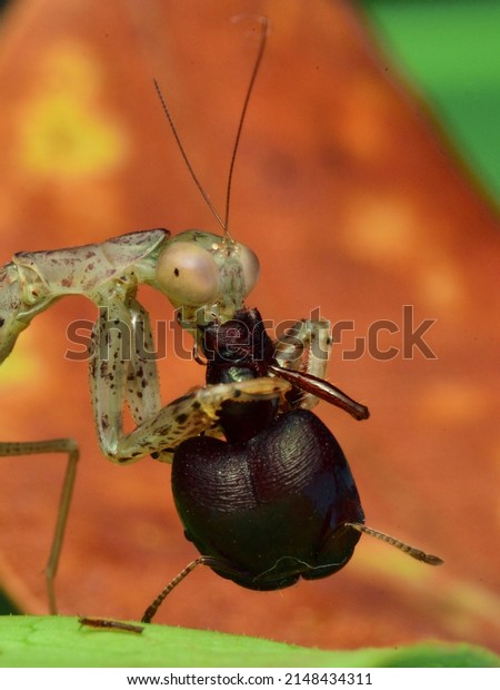 Praying Mantis Drinking Prey Stock Photo 2148434311 | Shutterstock