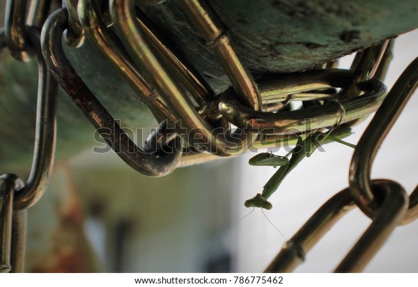 Praying Mantis Front View Stock Photo 786775462 | Shutterstock