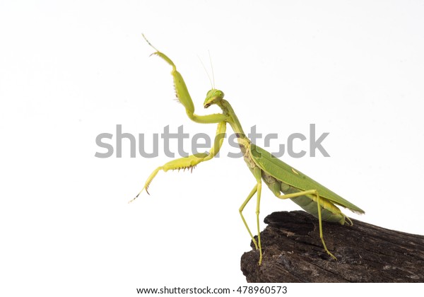 Praying Mantis Insect Dancing White Background Stock Photo 478960573 ...