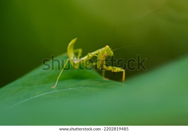 Praying Mantis Larvae Close Stock Photo 2202819485 | Shutterstock