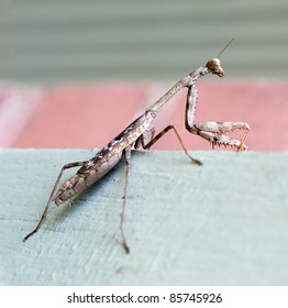 Praying Mantis Side View Focus On Stock Photo 85745926 | Shutterstock