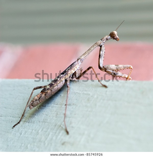 Praying Mantis Side View Focus On Stock Photo 85745926 | Shutterstock