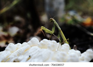 Praying Mantis Skeleton Stock Photo 706538557 | Shutterstock