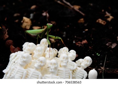 Praying Mantis Skeleton Stock Photo 706538563 | Shutterstock
