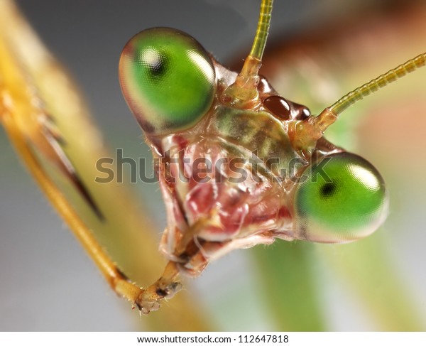 Praying mantis back : 343 images, photos et images vectorielles de ...