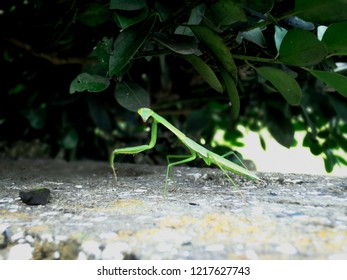 Praying Mantis Tree Stock Photo 1217627743 | Shutterstock