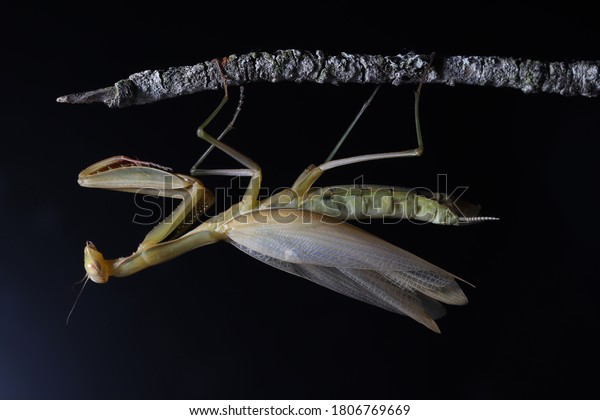 Praying Mantis Upside Down Black Background Stock Photo 1806769669 ...