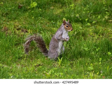 Squirrel praying : 182 images, photos et images vectorielles de stock ...