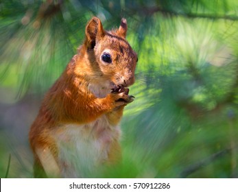 Squirrel praying : 182 images, photos et images vectorielles de stock ...