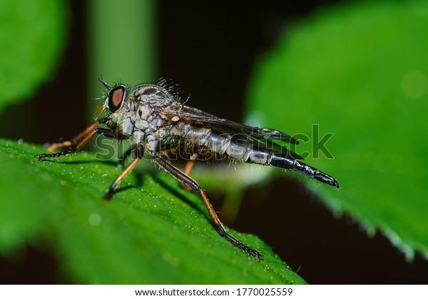 Predator Fly On Leaf Stock Photo 1770025559 | Shutterstock