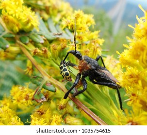 Predator Insect Devouring Prey Stock Photo 1035754615 | Shutterstock