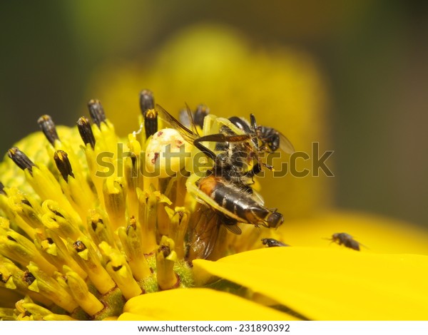 Predator Jumping Spider Predator Stock Photo 231890392 | Shutterstock