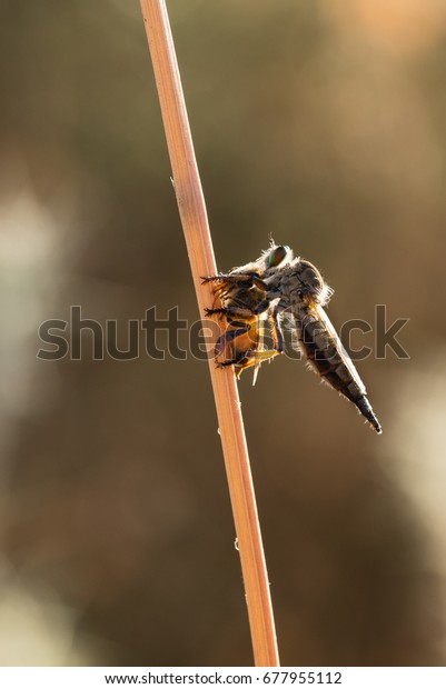 Predatory Doublewinged Insect Capture Killed Bee Stock Photo (Edit Now ...
