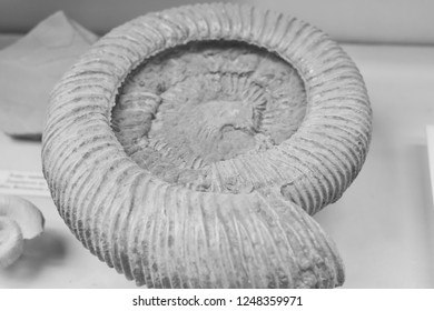 317 Prehistoric squid Bilder, Stockfotos und Vektorgrafiken | Shutterstock