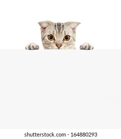 3,444 Cat holding paper Images, Stock Photos & Vectors | Shutterstock