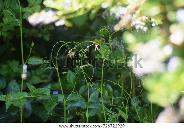 Pretty Flower Stems Stock Photo 726722929 | Shutterstock