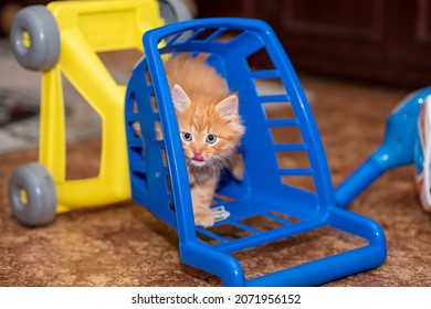 580 Ginger cart Images, Stock Photos & Vectors | Shutterstock