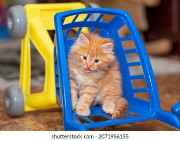 580 Ginger cart Images, Stock Photos & Vectors | Shutterstock