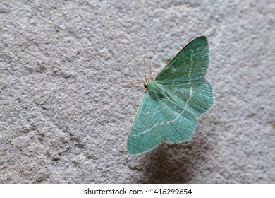 665 Emerald moths Images, Stock Photos & Vectors | Shutterstock