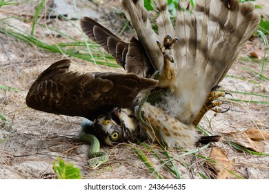 17 Eagle defeating snake 이미지, 스톡 사진 및 벡터 | Shutterstock