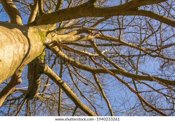 Primal Old Tree Below Stock Photo 1940233261 | Shutterstock