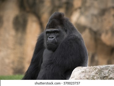 Primate Stock Photo 370023737 | Shutterstock