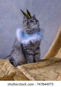 Princess Kitty Stock Photo 747844975 | Shutterstock