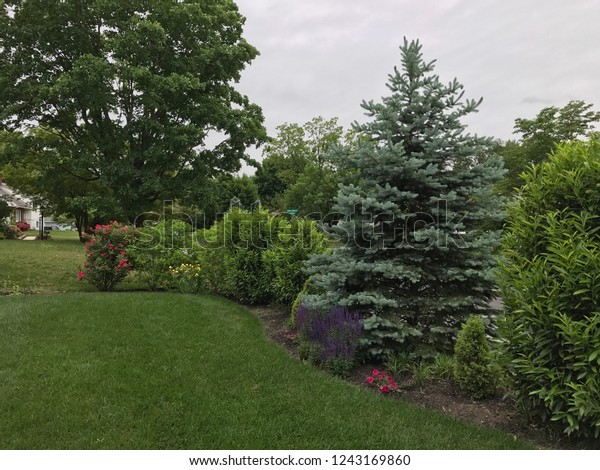 Privacy Buffer Shrubs Trees On Residential Stock Photo 1243169860 ...