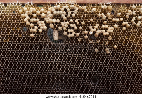 Problems Beehive Frame Laying Workers Brood Stock Photo 415467211 ...