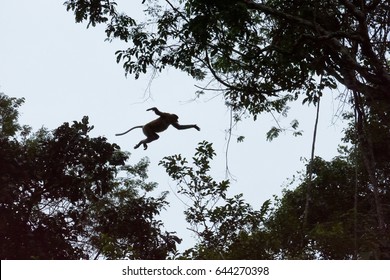 Proboscis Monkey Jumping Tree Tree Stock Photo 644270398 | Shutterstock