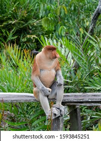 Philippines Palawan Island Domestic Pig Cage Stock Photo 1580805052 ...