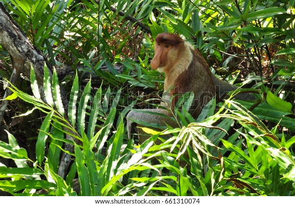 Proboscis Monkey Sitting Inside Bushes During Stock Photo 661310074 ...