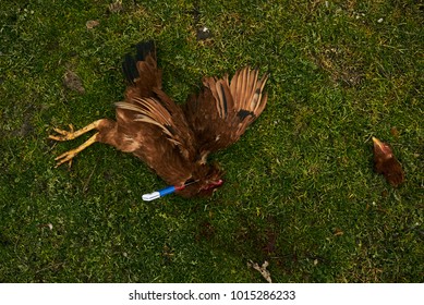 91 Cut Off Chicken Heads Images, Stock Photos & Vectors | Shutterstock