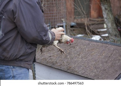 91 Cut Off Chicken Heads Images, Stock Photos & Vectors | Shutterstock