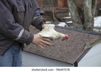 91 Cut Off Chicken Heads Images, Stock Photos & Vectors | Shutterstock